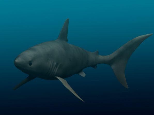 Complete List Of Extinct Sharks, From the Meg to the Otodus