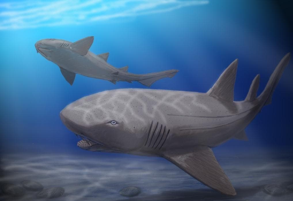 Complete List Of Extinct Sharks, From the Meg to the Otodus