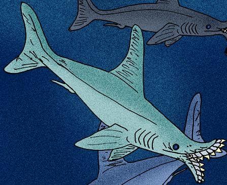 Complete List Of Extinct Sharks, From the Meg to the Otodus