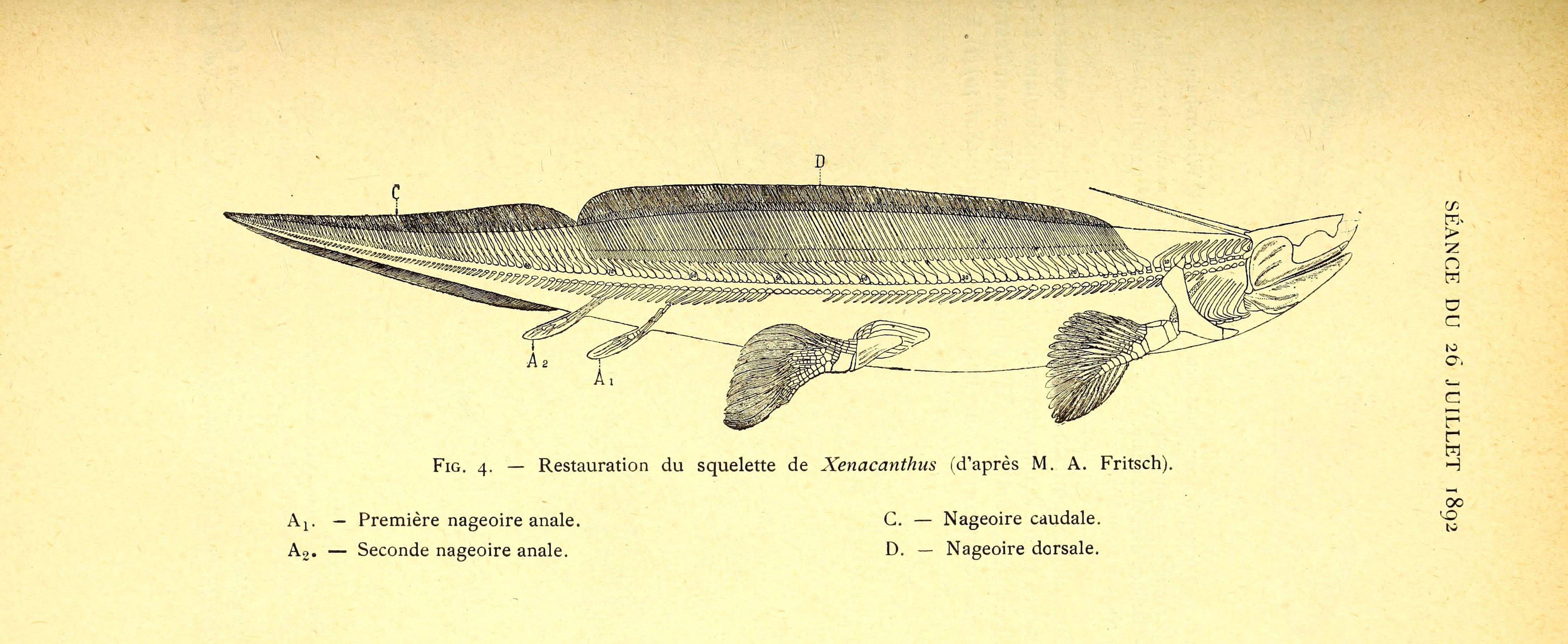 Complete List Of Extinct Sharks, From the Meg to the Otodus