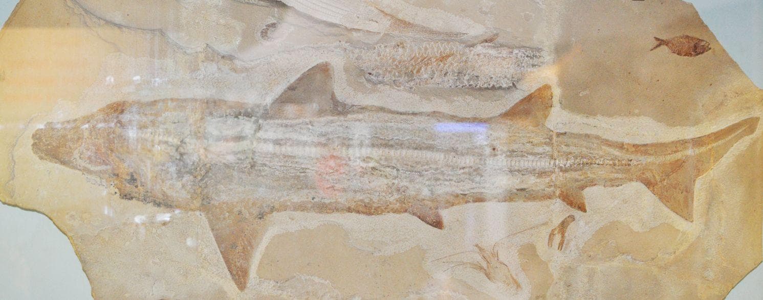 Complete List Of Extinct Sharks, From the Meg to the Otodus