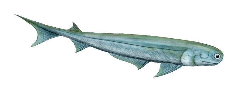 Complete List Of Extinct Sharks, From the Meg to the Otodus