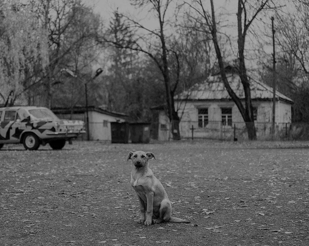 What Happened In The Immediate Aftermath Of The Chernobyl Disaster