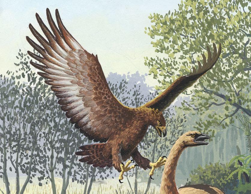 Complete List Of Extinct Birds, From Ducks to the Dodo