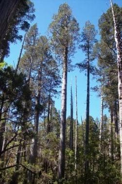 The Oldest Known Trees In The World, Ranked By How Old They Are