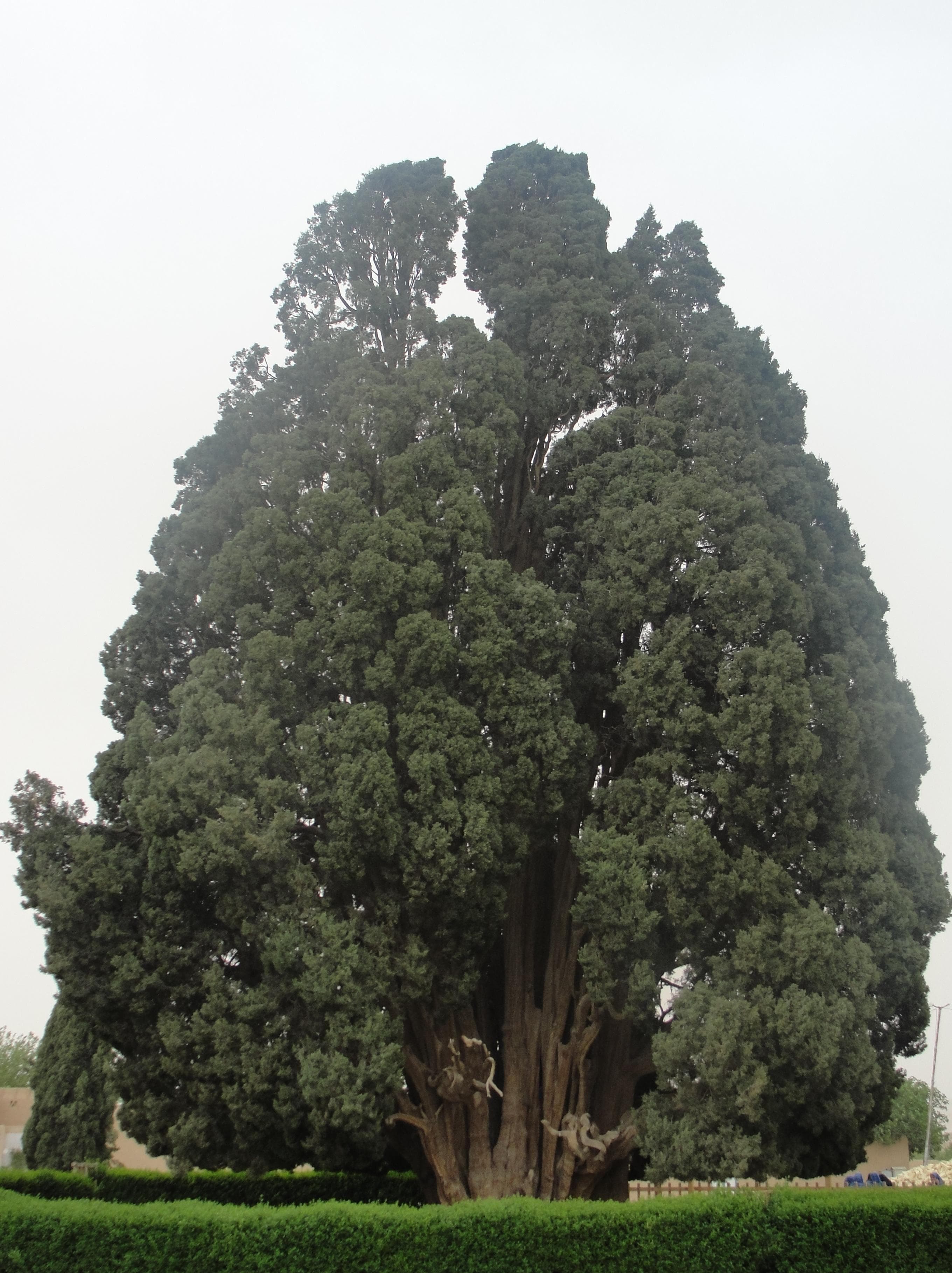 The Oldest Known Trees In The World, Ranked By How Old They Are