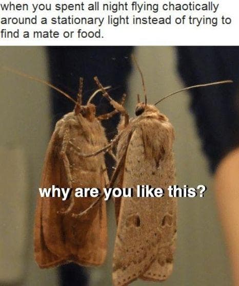 17 Hilarious Moth Memes That Everyone's Talking About Lately