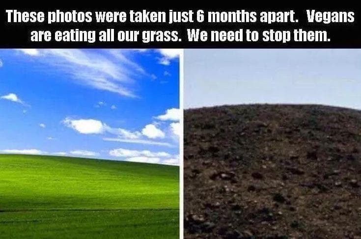 25 Memes About Vegans That Will Crack You Up