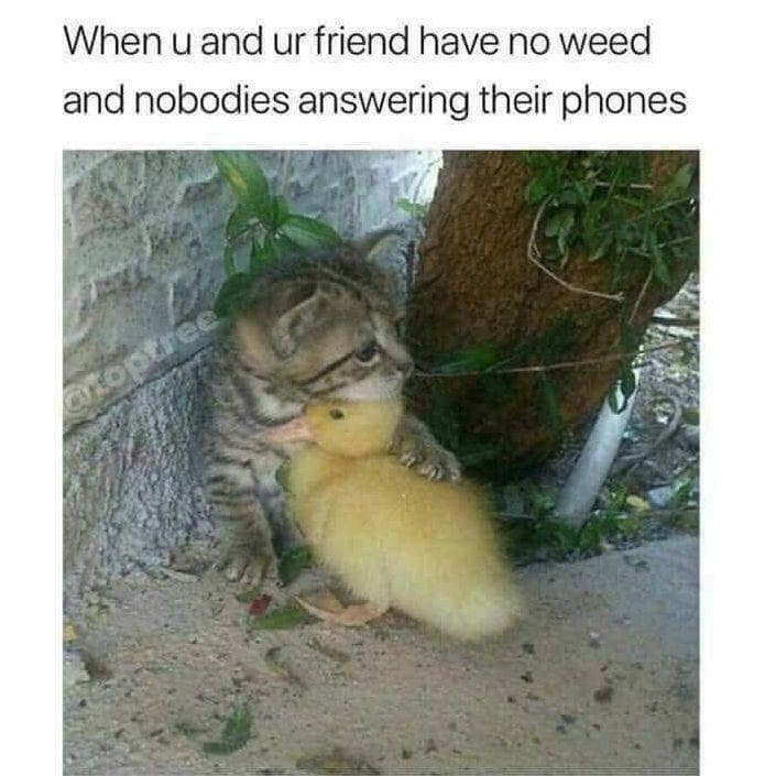 20 Memes About Getting High That Are Funny Even When You Aren't Stoned