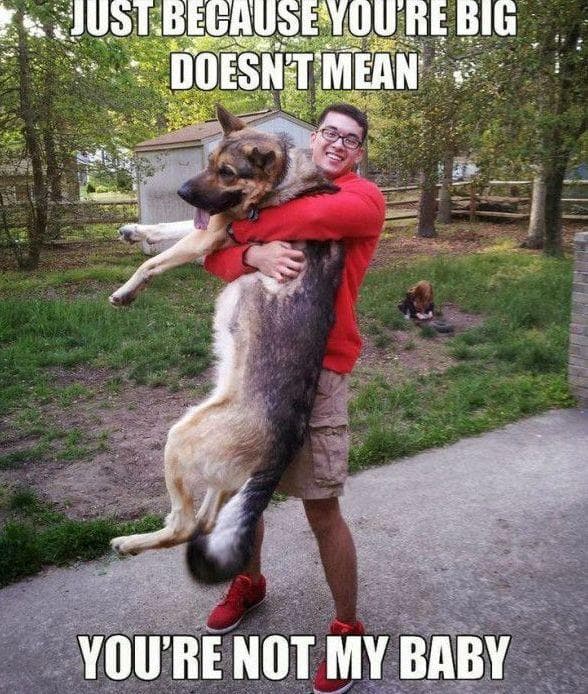 25 Memes About Man's Best Friend All Dog Owners Can Relate To