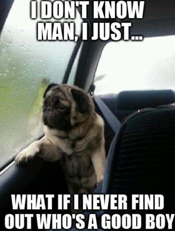 25 Memes About Man's Best Friend All Dog Owners Can Relate To