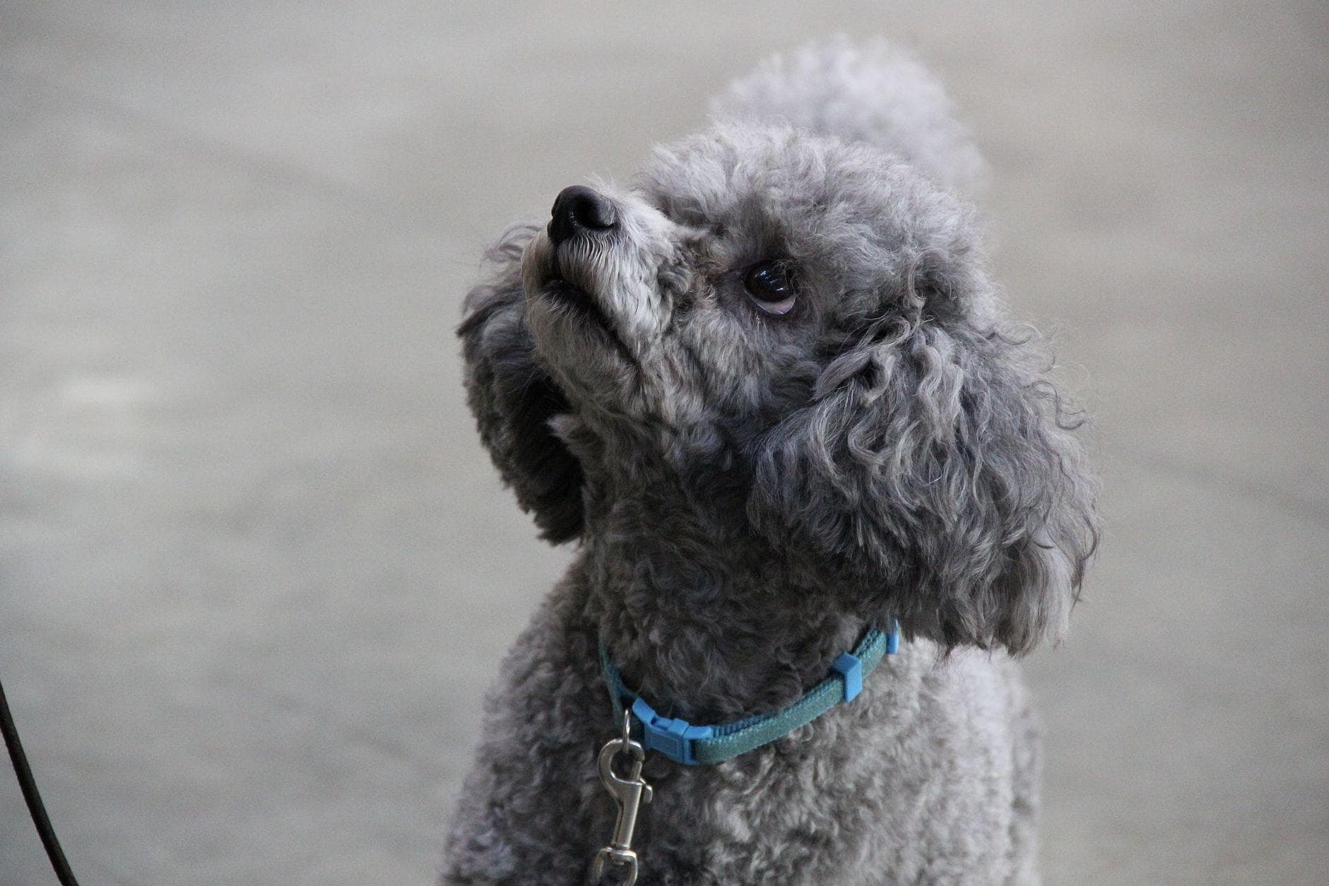 The Most Popular Dog Breed In The US During Each Decade Since 1900