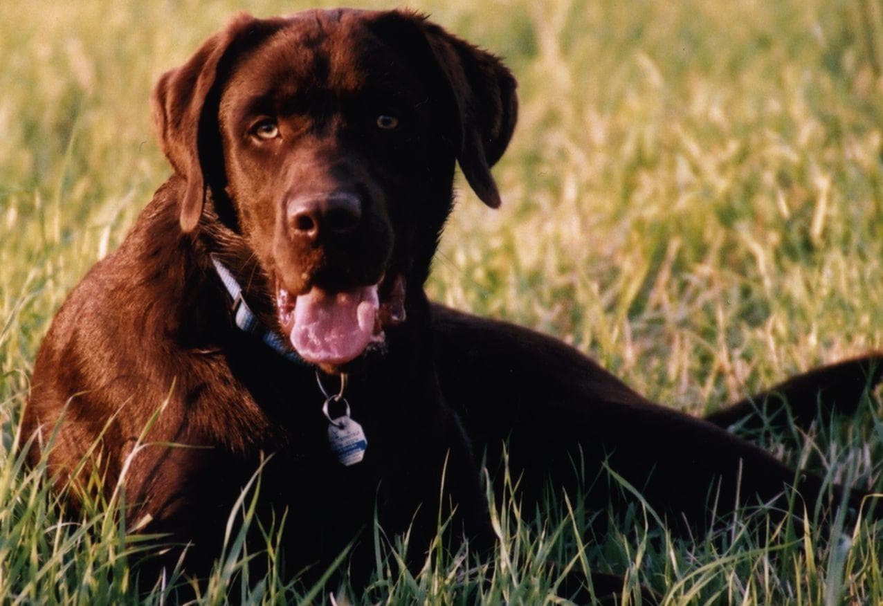 The Most Popular Dog Breed In The US During Each Decade Since 1900