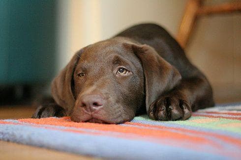 The Most Popular Dog Breed In The US During Each Decade Since 1900