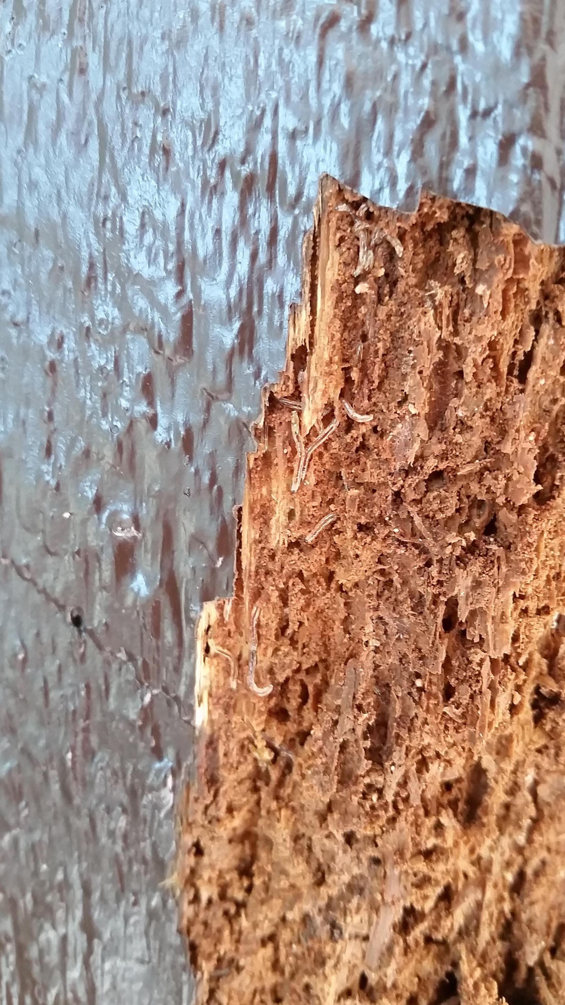 Worst Termite Damage Ever: Real People Share Their Stories