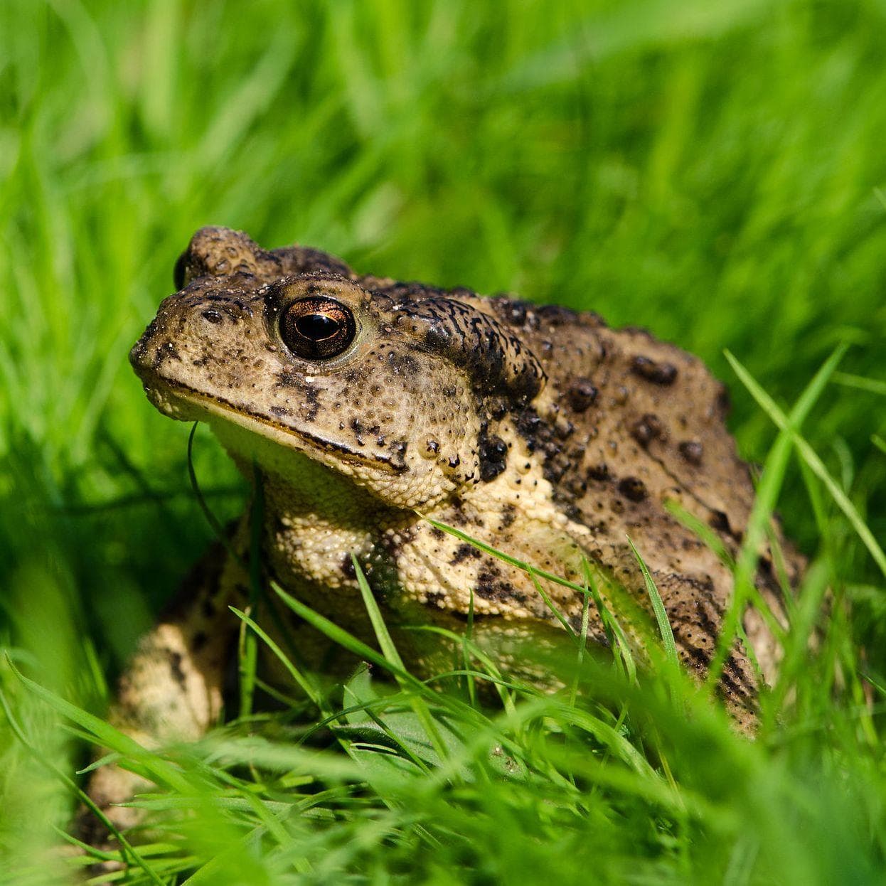 The Top 10+ Most Poisonous Frogs & Toads In The World