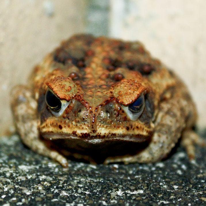 The Top 10+ Most Poisonous Frogs & Toads In The World