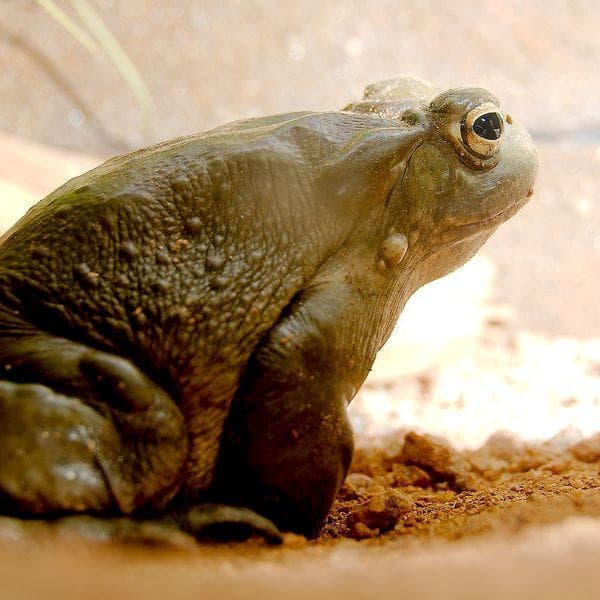 The Top 10+ Most Poisonous Frogs & Toads In The World