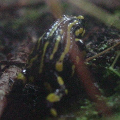 The Top 10+ Most Poisonous Frogs & Toads In The World