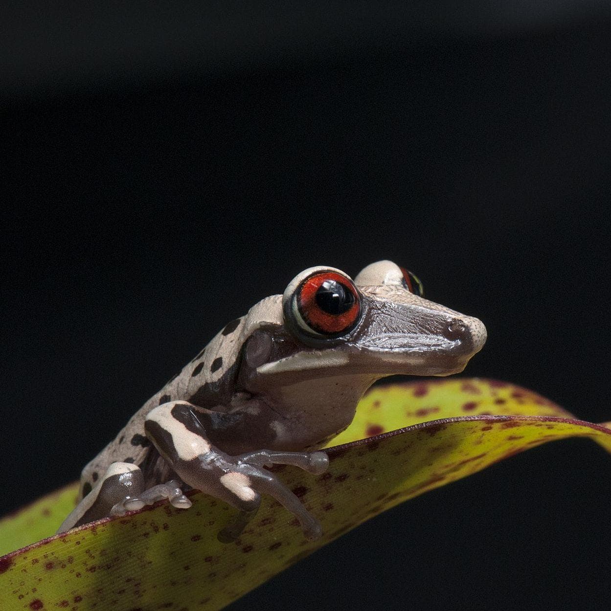 The Top 10+ Most Poisonous Frogs & Toads In The World