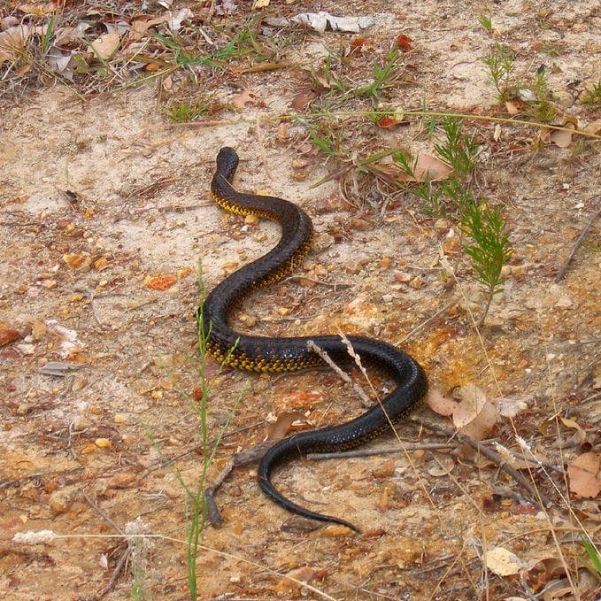 21 Of The Most Venomous & Poisonous Snakes In The World