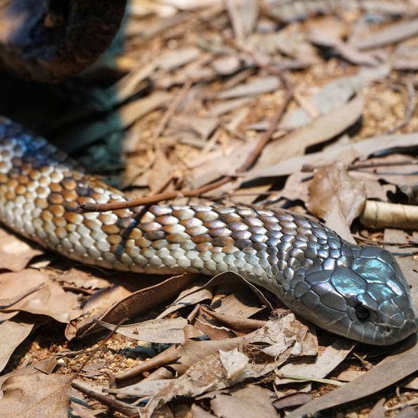 21 Of The Most Venomous & Poisonous Snakes In The World