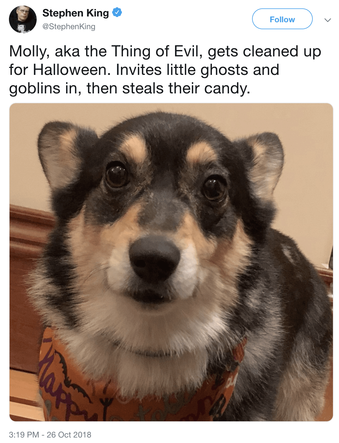 22 Stephen King Tweets About His Corgi Molly
