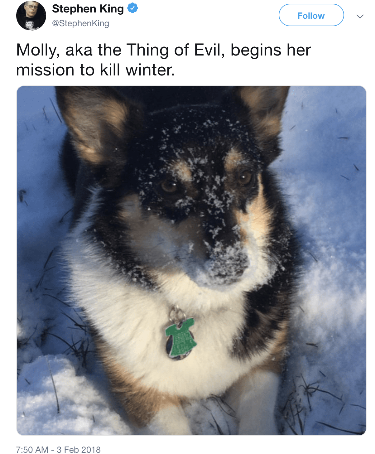 22 Stephen King Tweets About His Corgi Molly