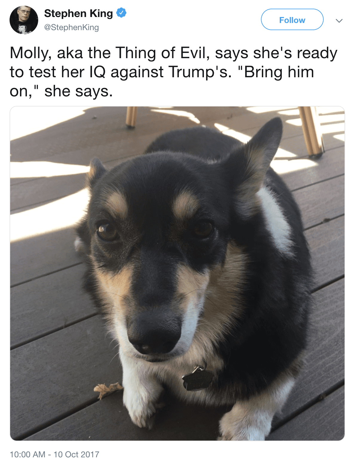 22 Stephen King Tweets About His Corgi Molly