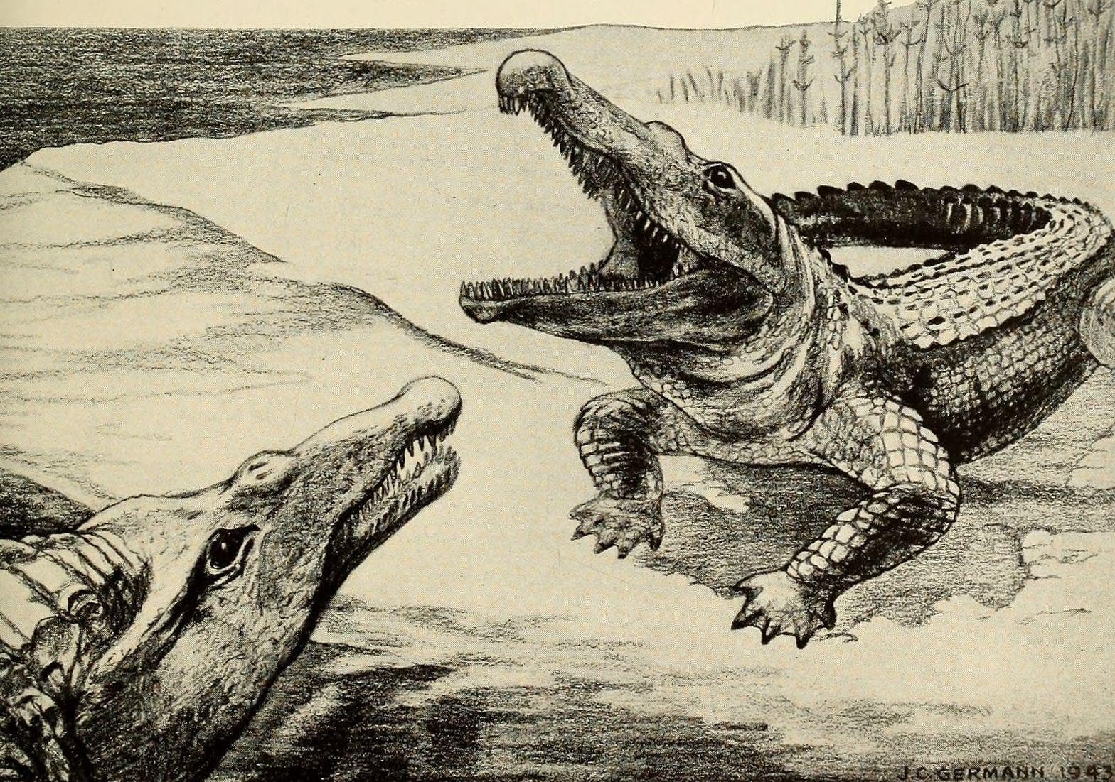 Frightening Facts About Razanandrongobe Sakalavae, The Largest ...