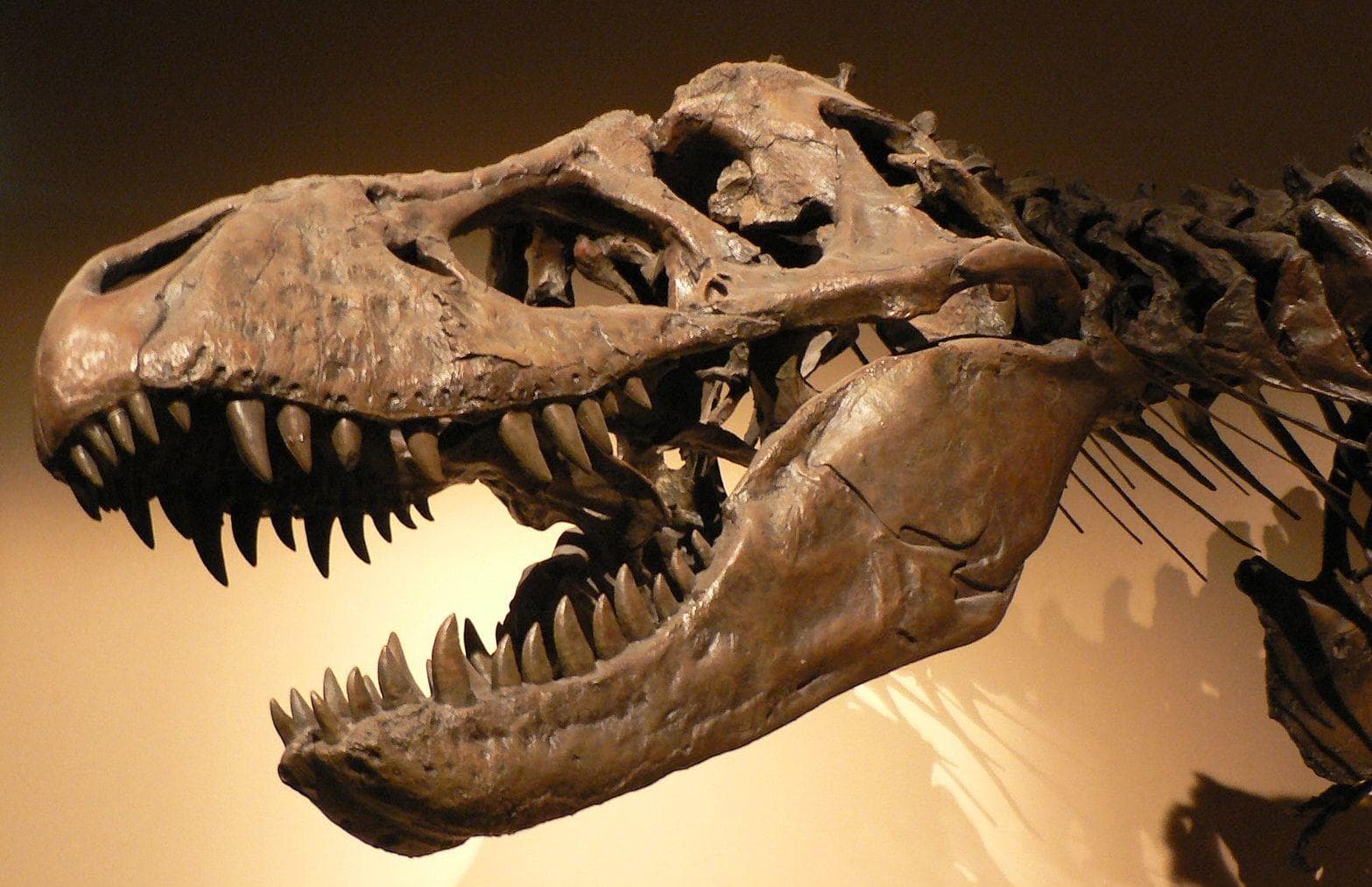 Frightening Facts About Razanandrongobe Sakalavae, The Largest ...