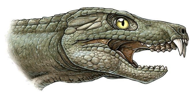 Frightening Facts About Razanandrongobe Sakalavae, The Largest ...