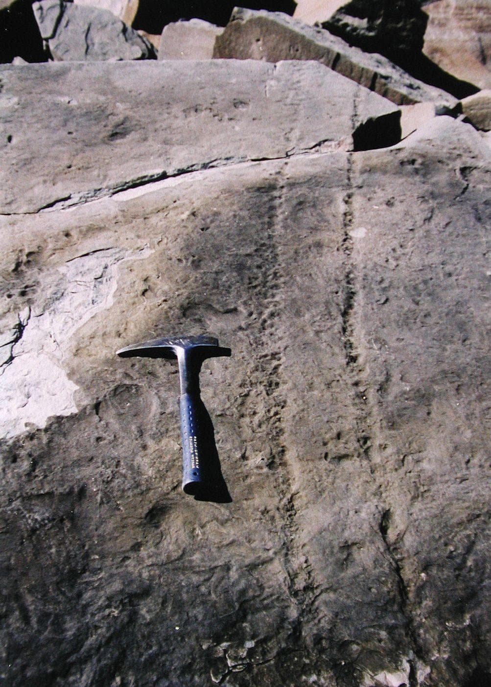 14 Facts About Arthropleura, The Largest Millipede That Ever Lived