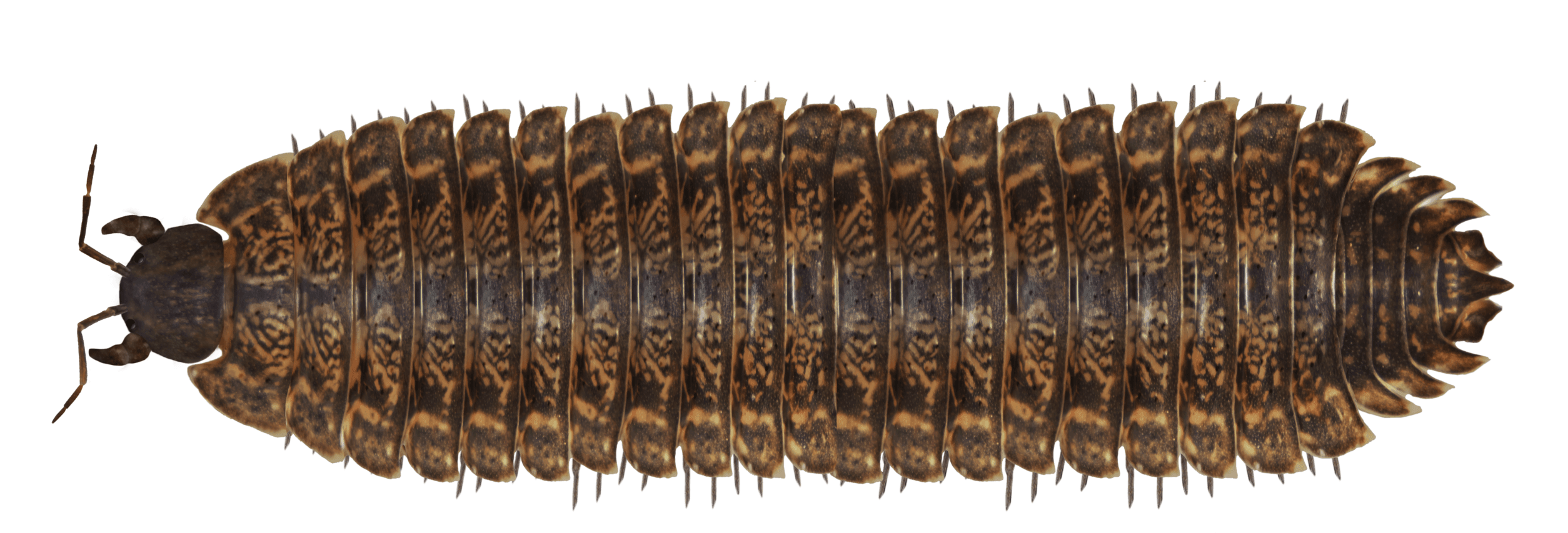 14 Facts About Arthropleura, The Largest Millipede That Ever Lived