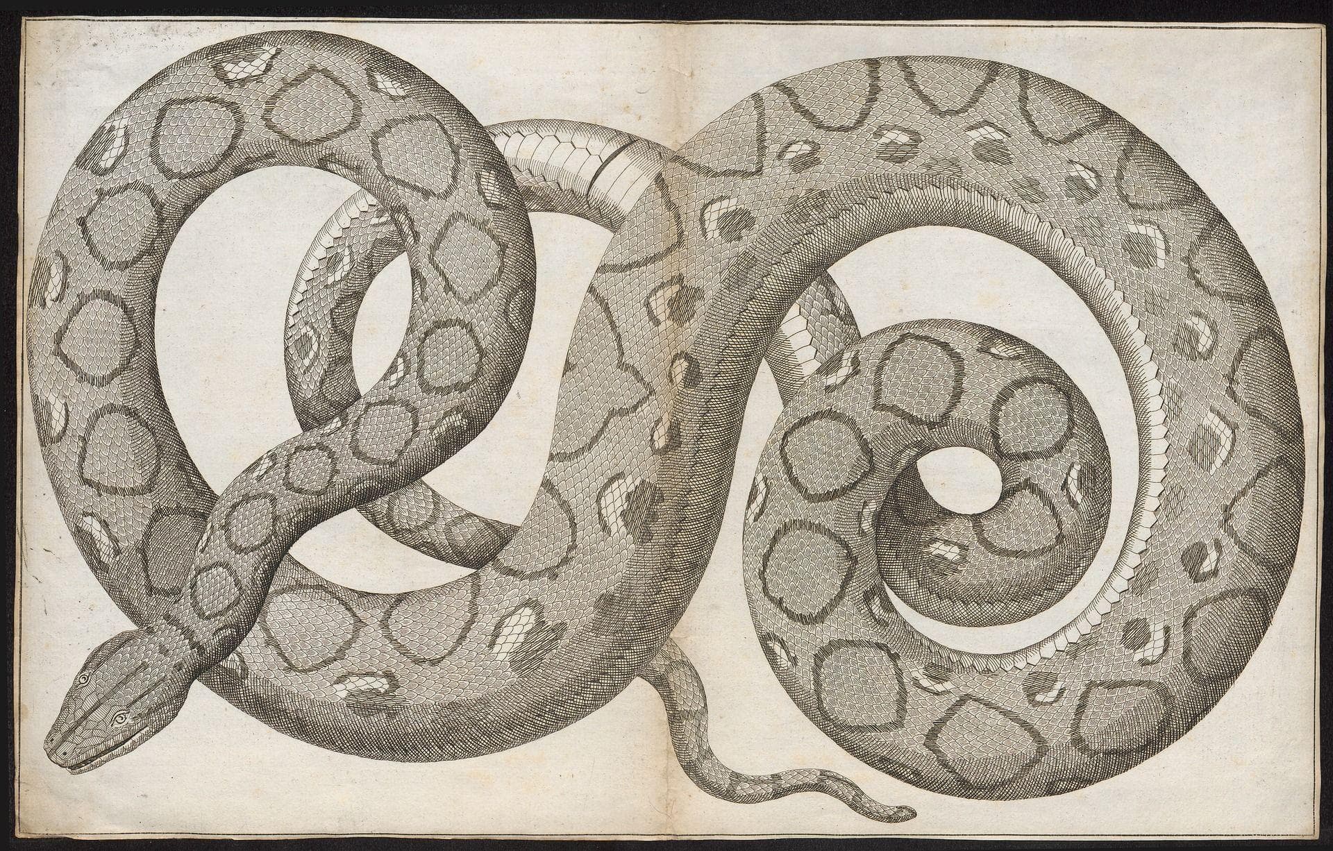 Meet The Titanoboa, A Prehistoric Mega-Snake