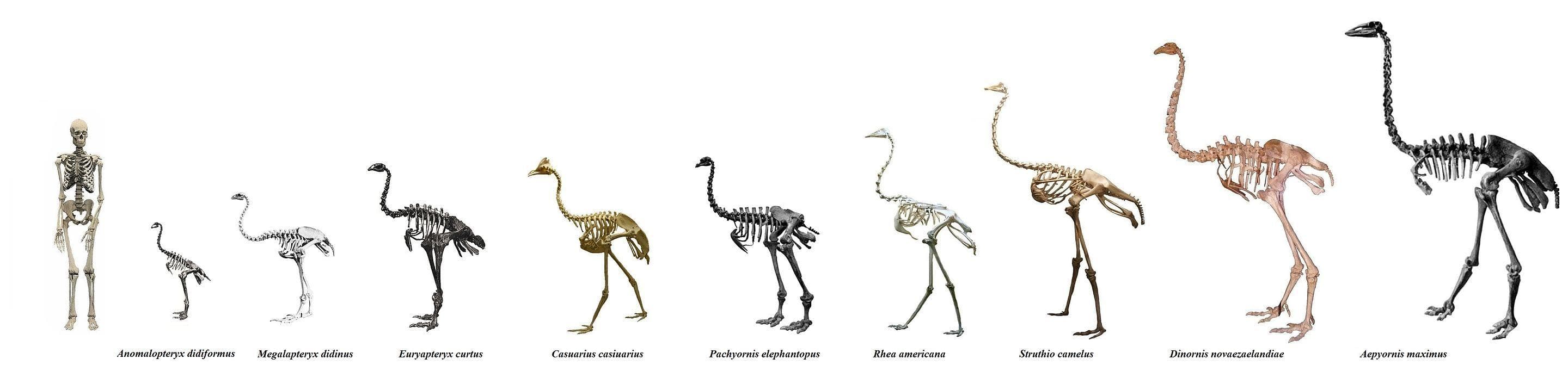 Elephant Bird: The Prehistoric Bird That Coexisted With Humans