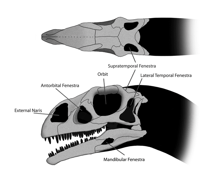 Mind-Blowing Facts About Dinosaurs That Will Make You Question Everything