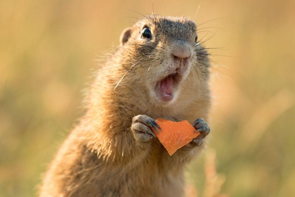 16 Things Settlers Consumed That We Wouldn’t Touch Today