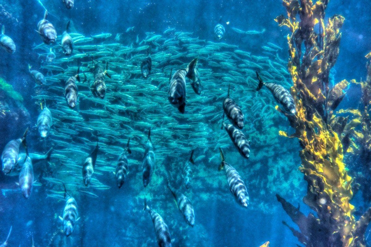 How Did Steven Callahan Stay Alive: Tactics He Used To Survive At Sea