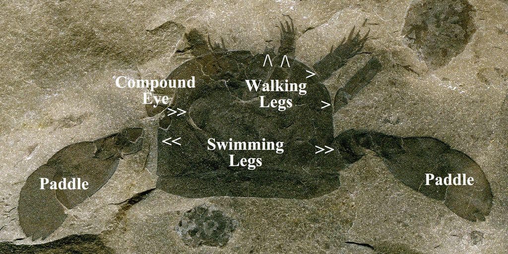Meet Eurypterids, Giant Prehistoric Sea Scorpions