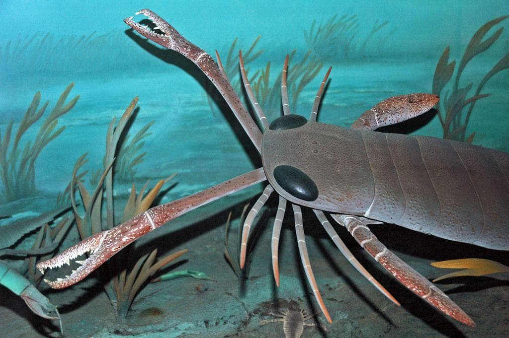 Meet Eurypterids, Giant Prehistoric Sea Scorpions