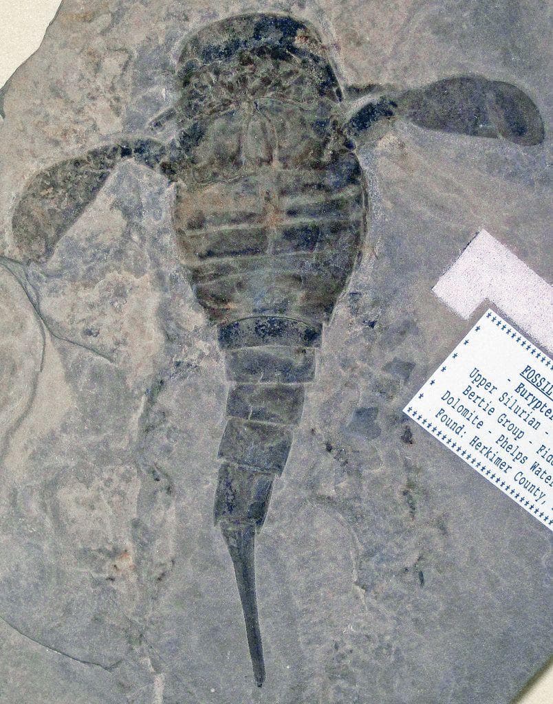 Meet Eurypterids, Giant Prehistoric Sea Scorpions