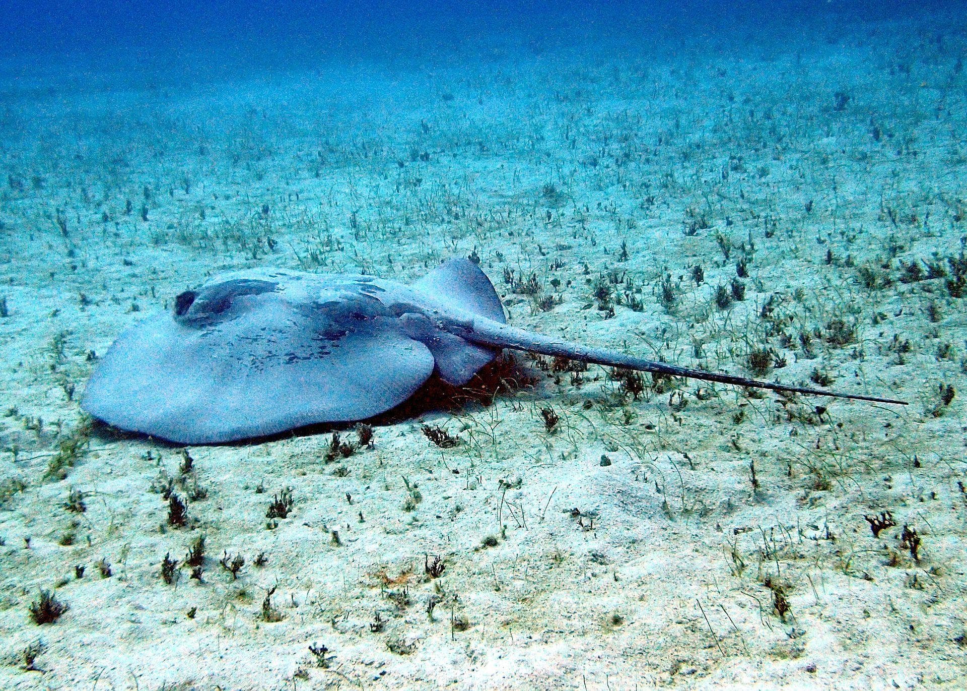 10 Animals With The Longest Tails, Ranked By Tail-To-Body Ratio