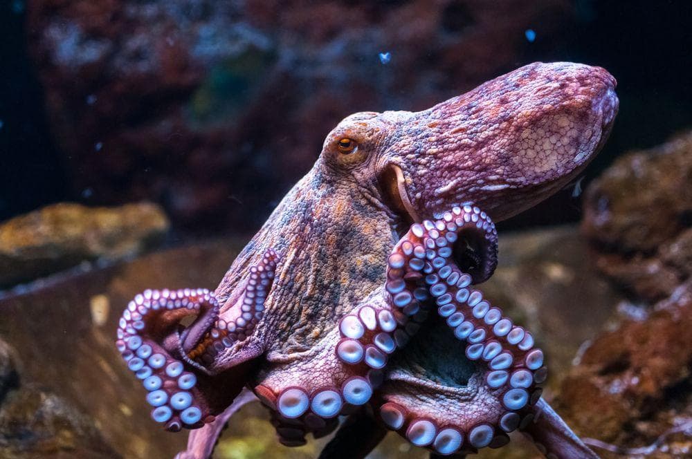 The Scariest Things About Octopuses