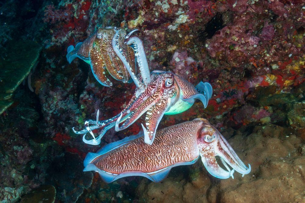 The Scariest Things About Octopuses