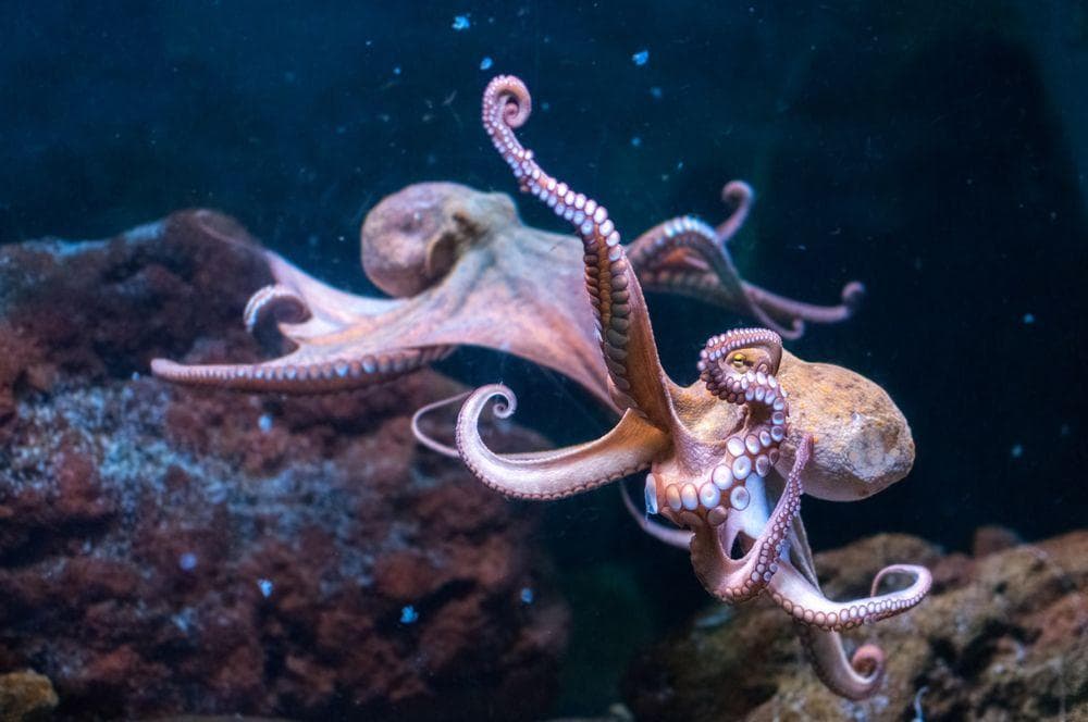 The Scariest Things About Octopuses