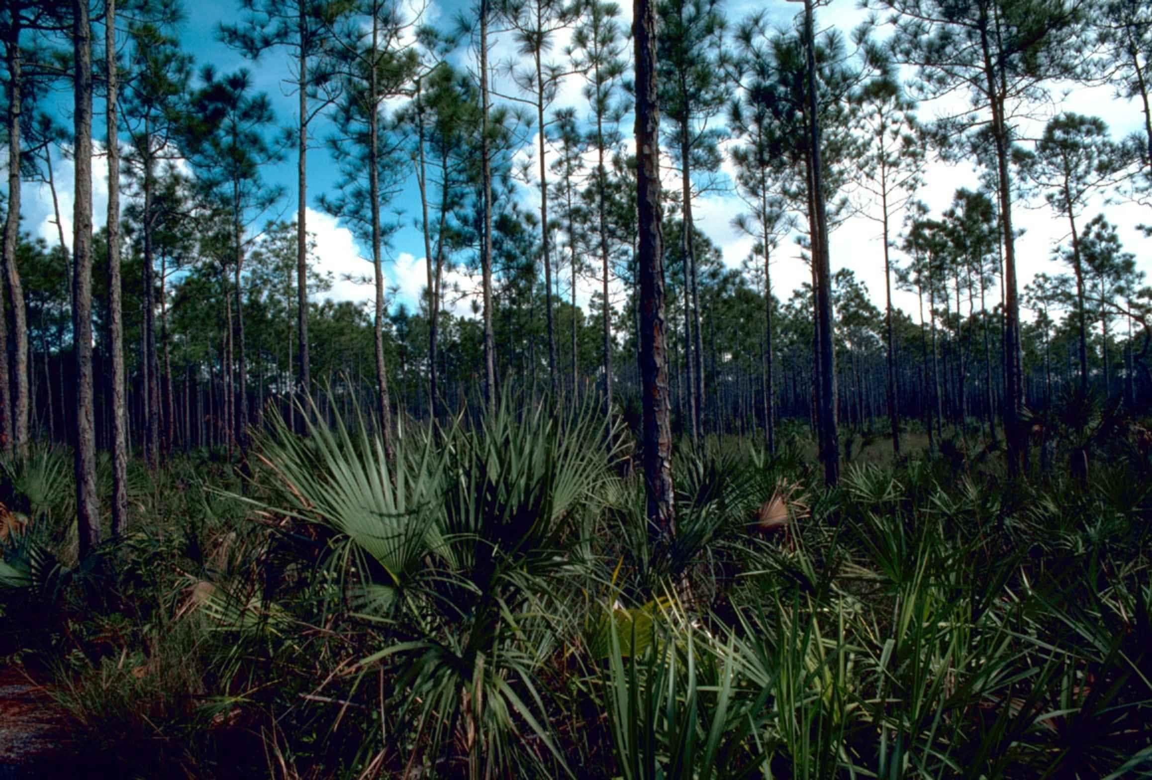 The Skunk Ape May Be Terrorizing The Florida Everglades
