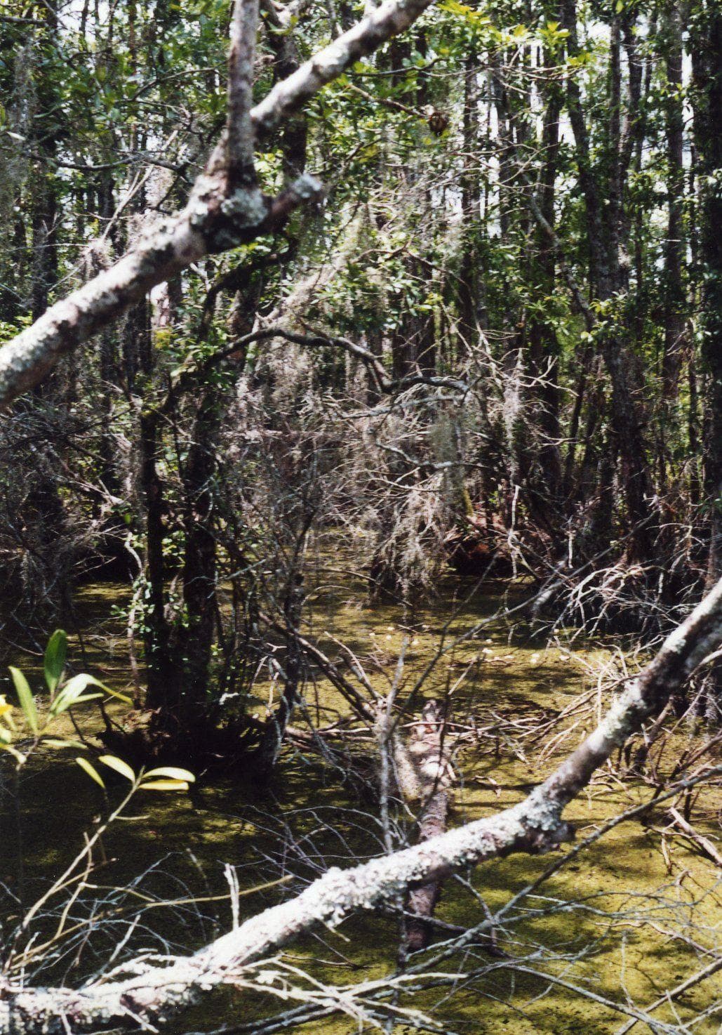 The Skunk Ape May Be Terrorizing The Florida Everglades