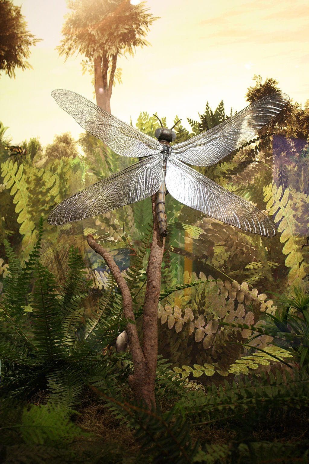 Meet Meganeura, The Prehistoric Mega-Dragonfly