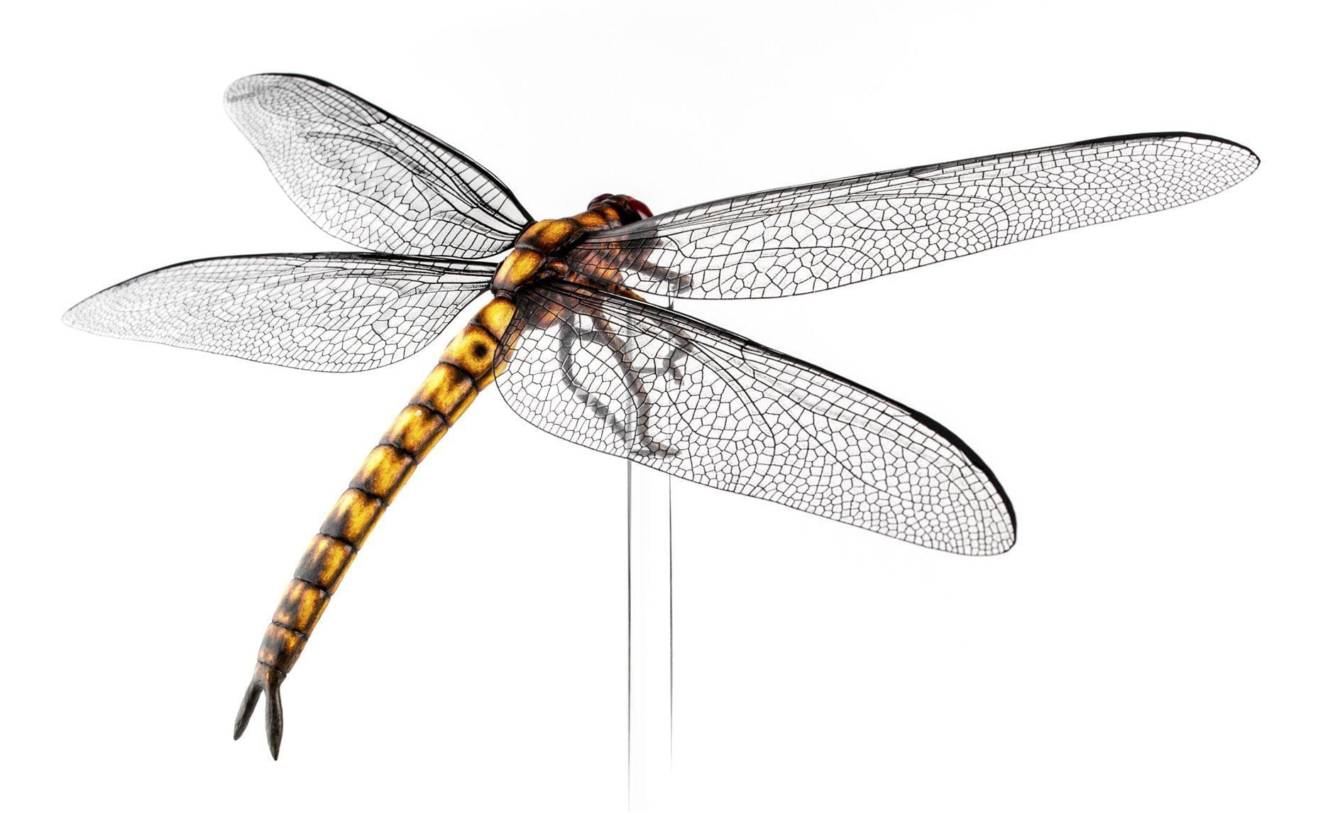 Meet Meganeura, The Prehistoric Mega-Dragonfly